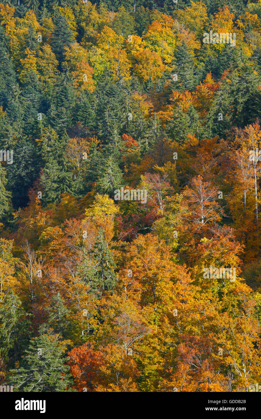Mixed forest in autumn hi-res stock photography and images - Alamy