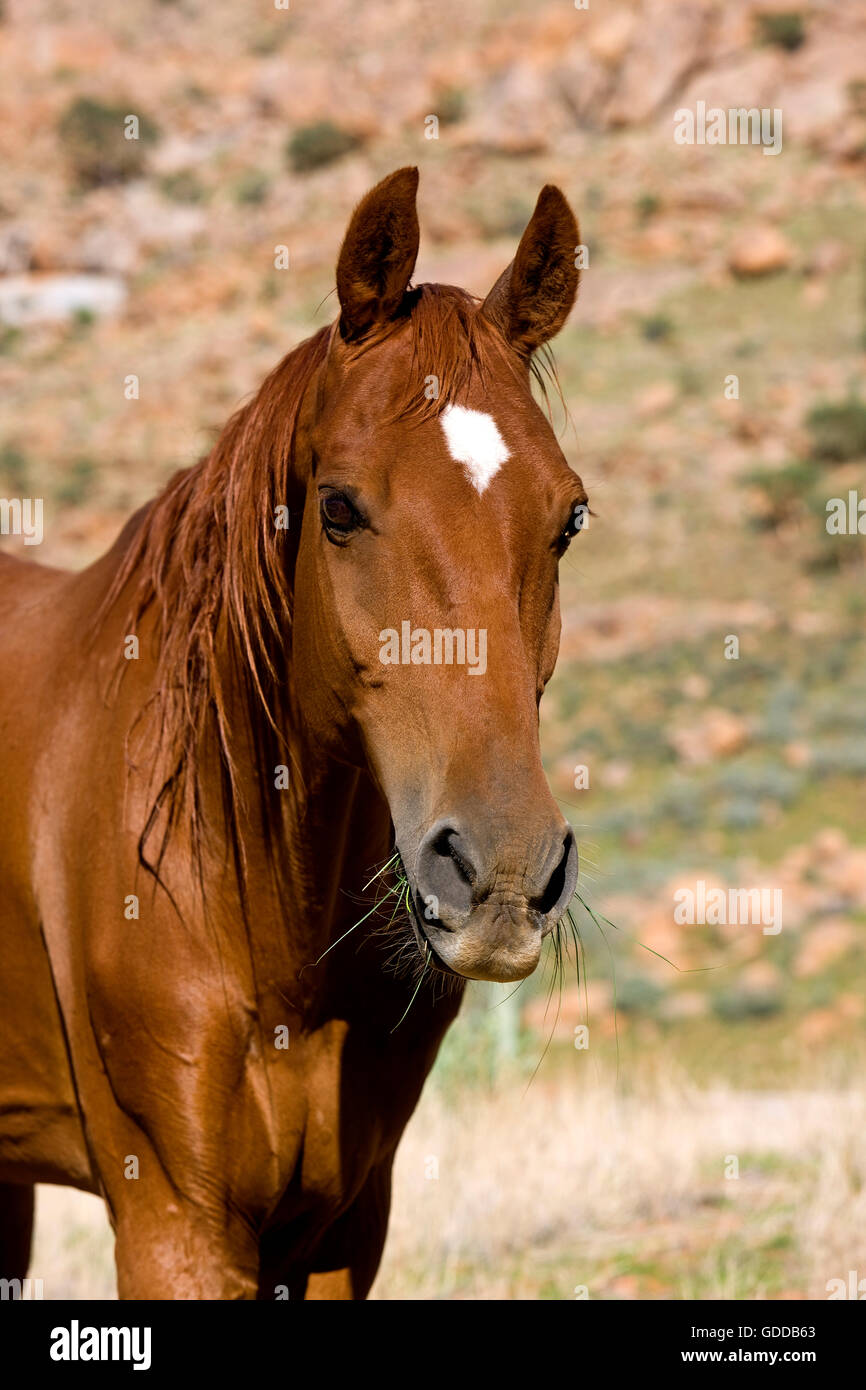 American saddle horse hi-res stock photography and images - Alamy