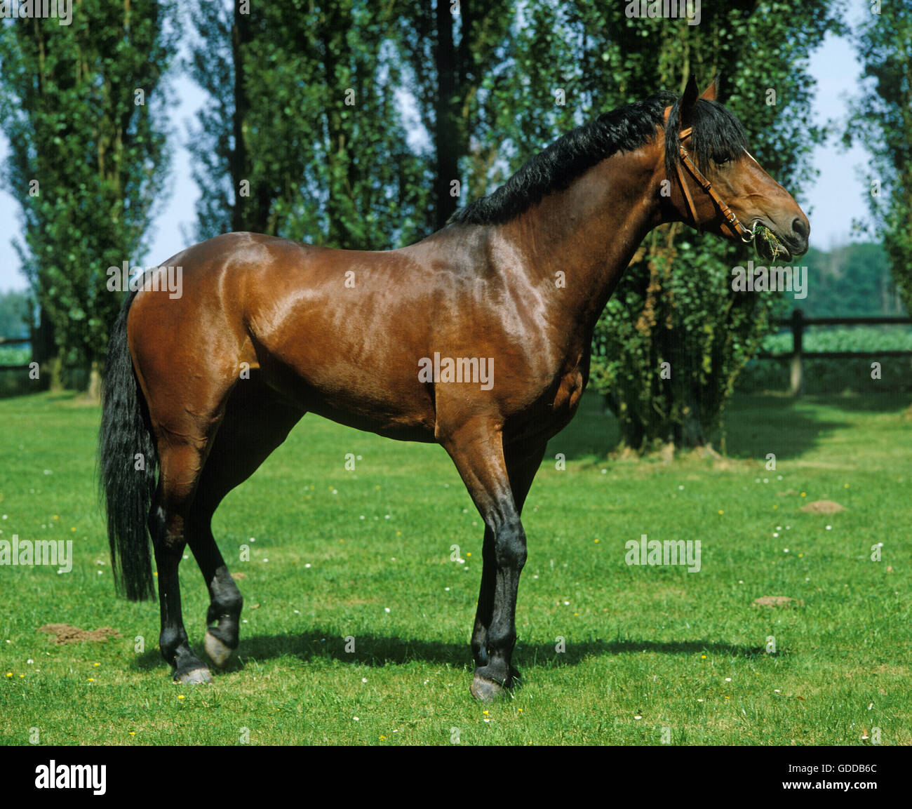 Connemara Pony, Adult Stock Photo - Alamy
