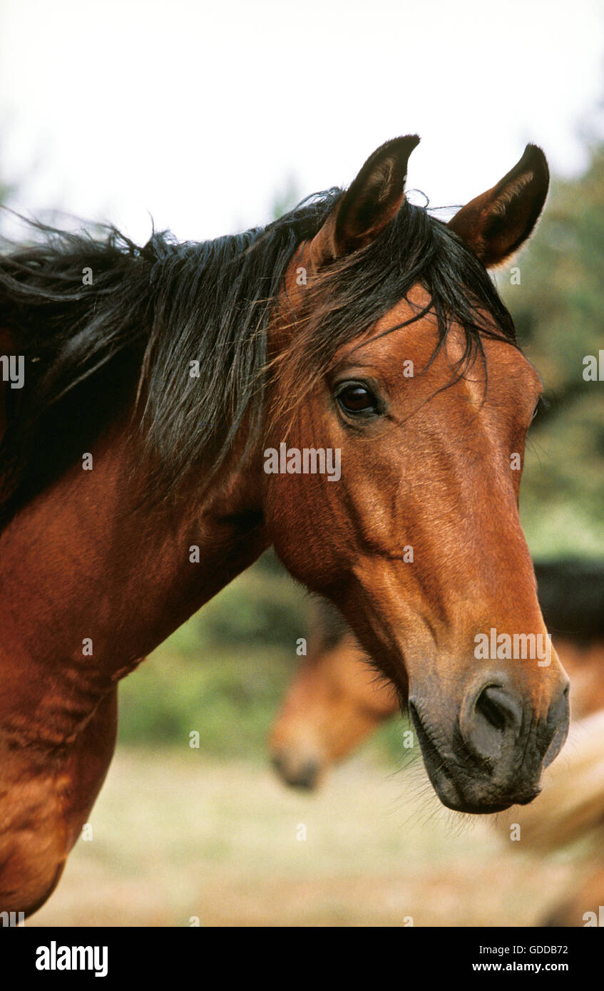 Barb horse hi-res stock photography and images - Alamy