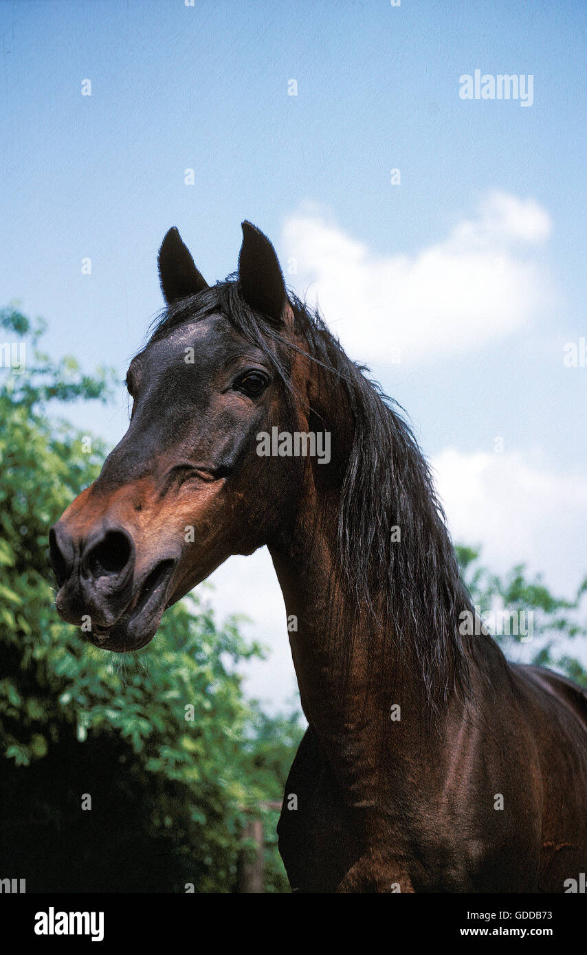 Barb horse hi-res stock photography and images - Alamy