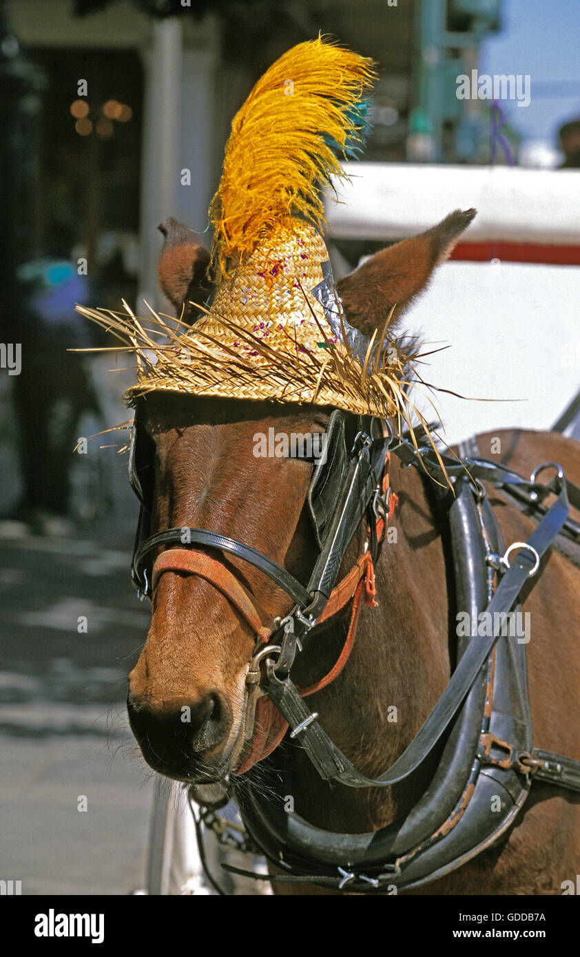 Horse with Hat, Carriage for Tourists, New Orleans in Louisiana Stock ...