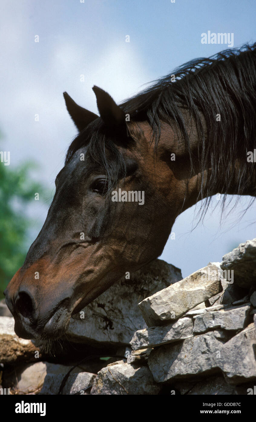 Barb horse hi-res stock photography and images - Alamy