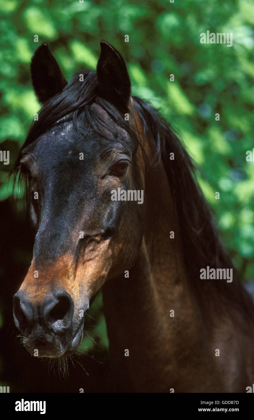 Barb Horse, Portrait of Adult Stock Photo - Alamy