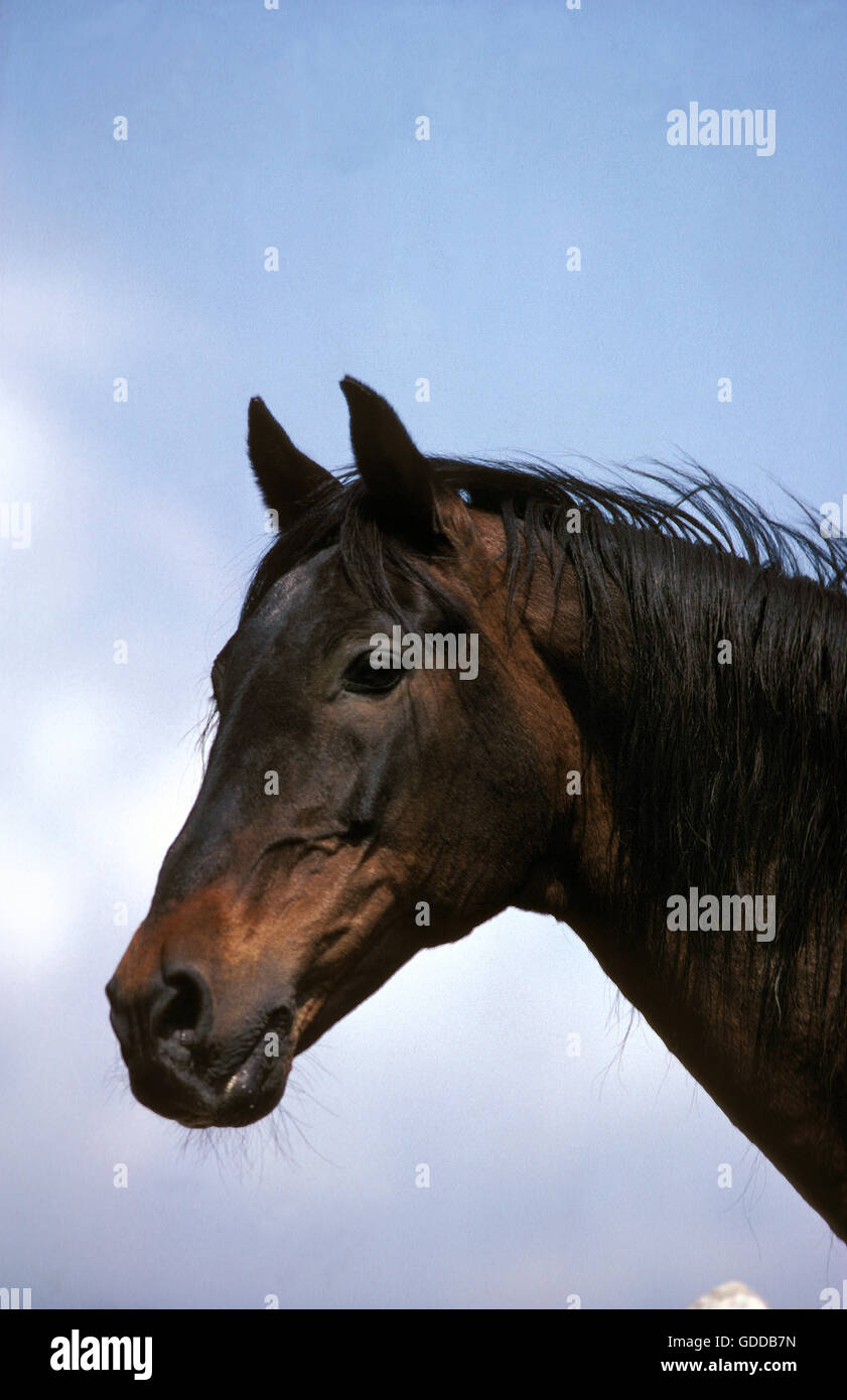 Barb Horse, Portrait of Adult Stock Photo - Alamy