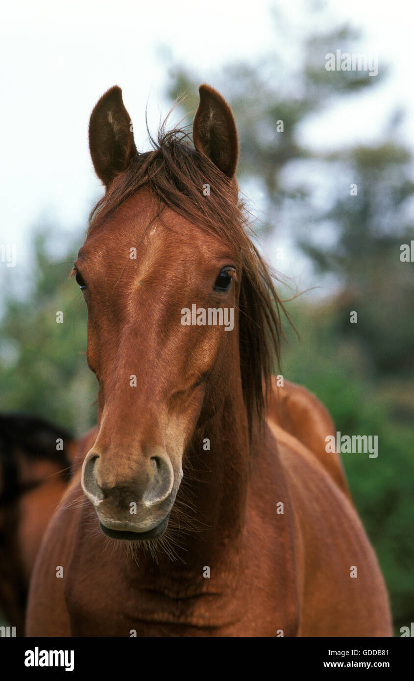 Barb horse hi-res stock photography and images - Alamy