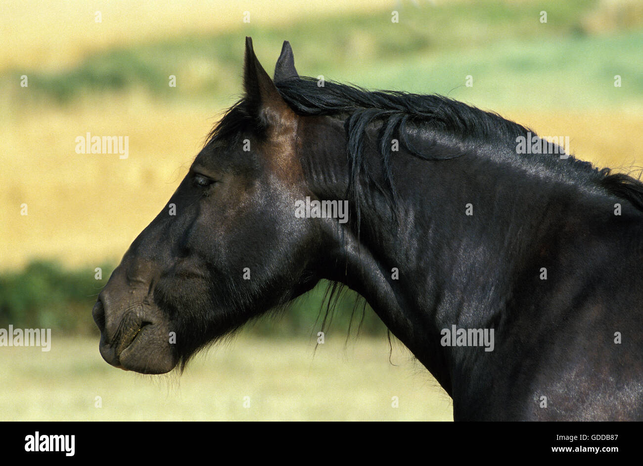 Poitevin horses hi-res stock photography and images - Alamy