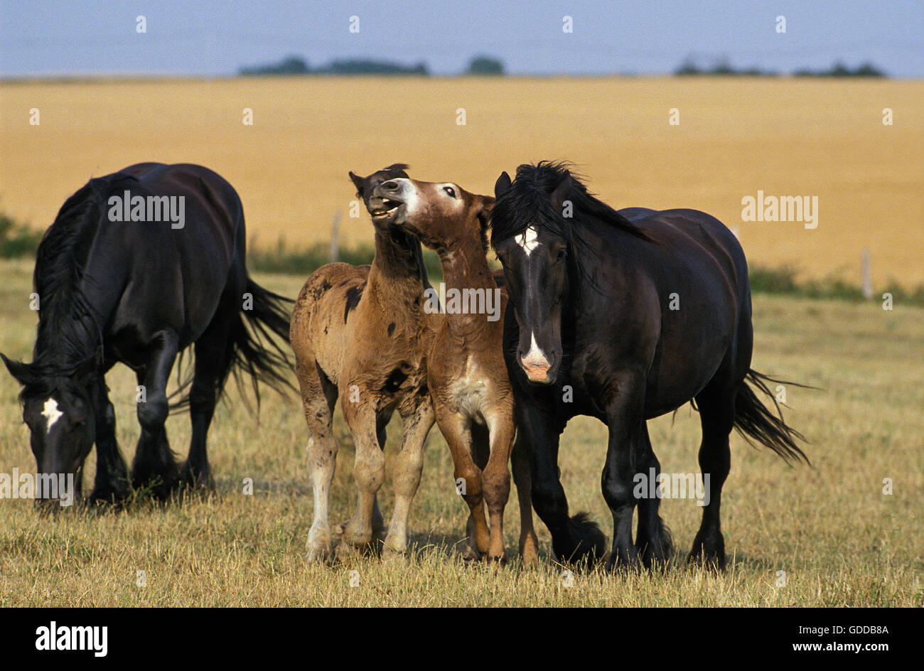 Poitevin horses hi-res stock photography and images - Alamy