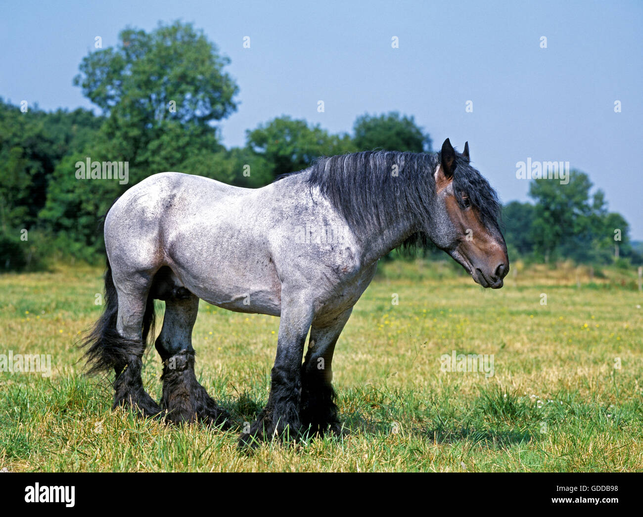 Stallion standing hi-res stock photography and images - Alamy