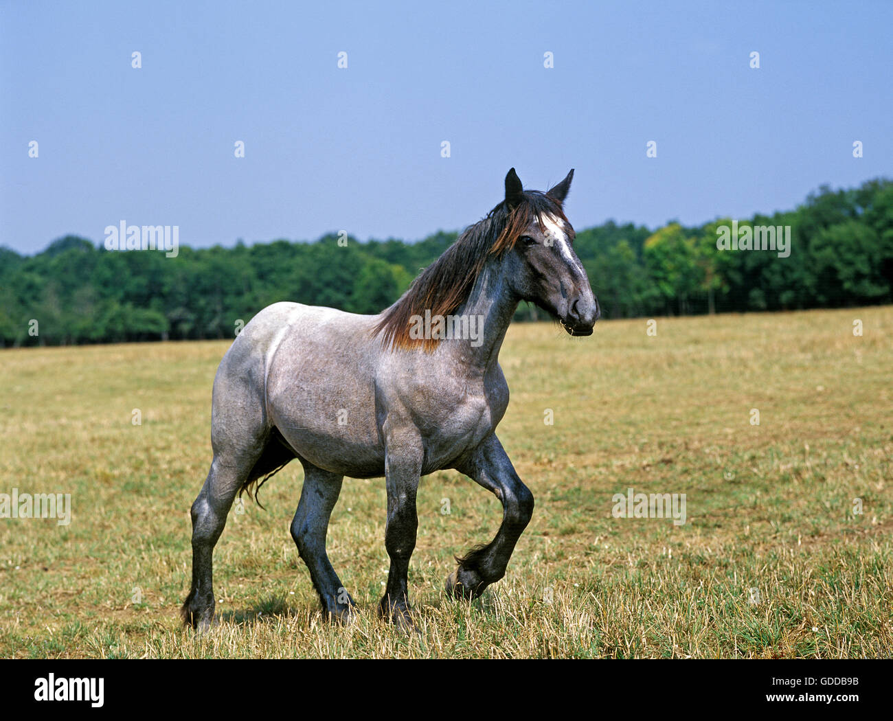 Poitevin mulassier hi-res stock photography and images - Alamy