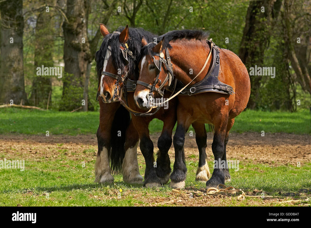 Cob Normand Horse, a Draft horse Breed from Normandy Stock Photo - Alamy
