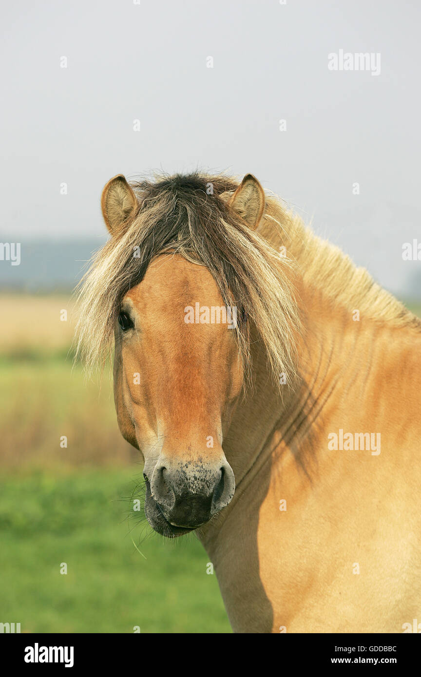 Norwegian Fjord Horse, Portrait of Stallion Stock Photo - Alamy