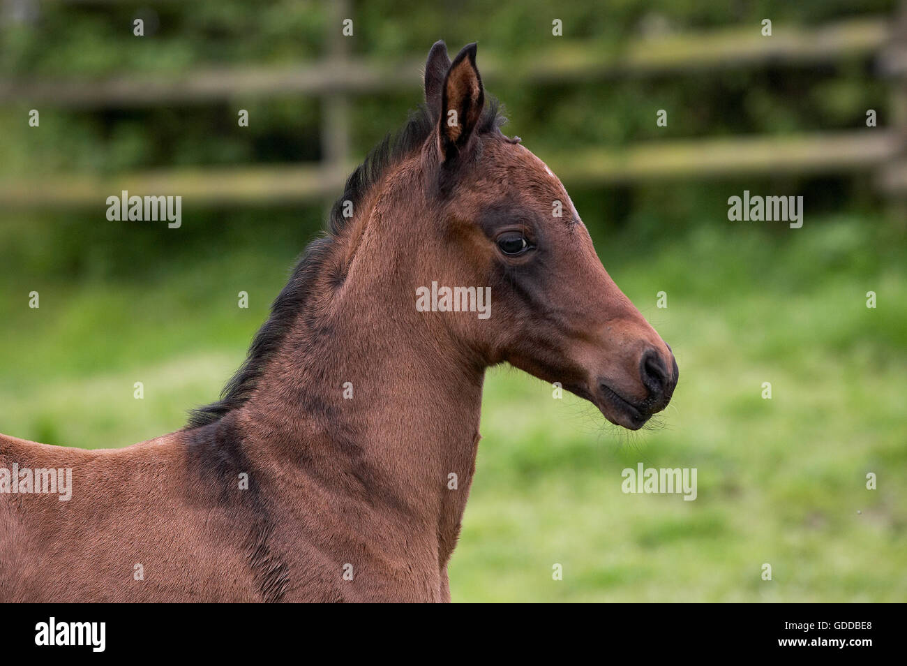 AKHAL TEKE, A HORSE FROM TURKMENISTAN Stock Photo - Alamy