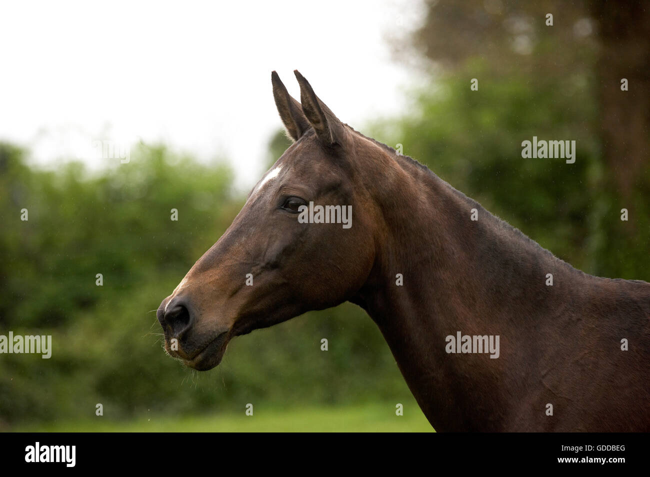 Akhal Teke, Horse Breed from Turkmenistan, Mare Stock Photo - Alamy