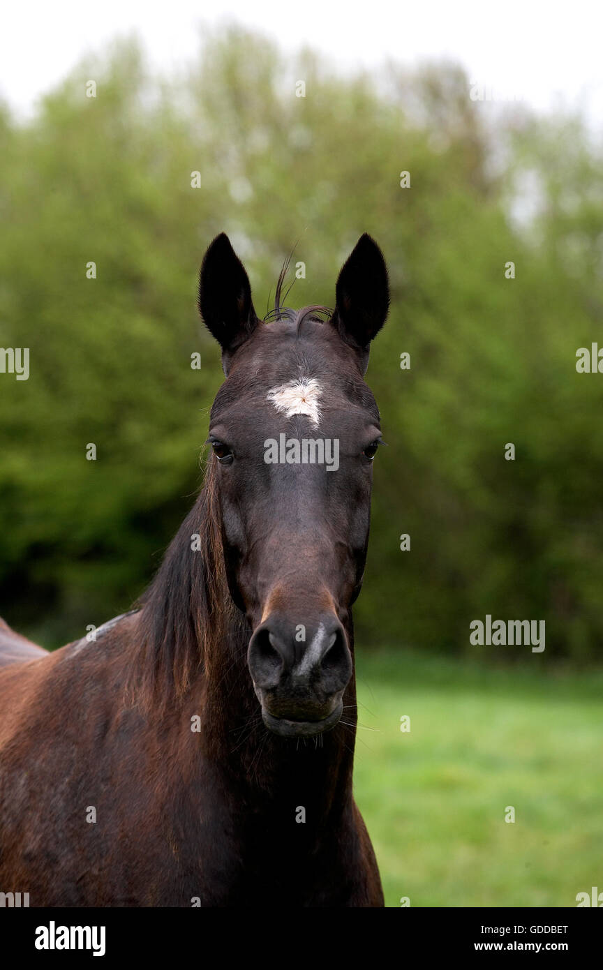 Akhal Teke, Horse Breed from Turkmenistan, Portrait of Mare Stock Photo ...