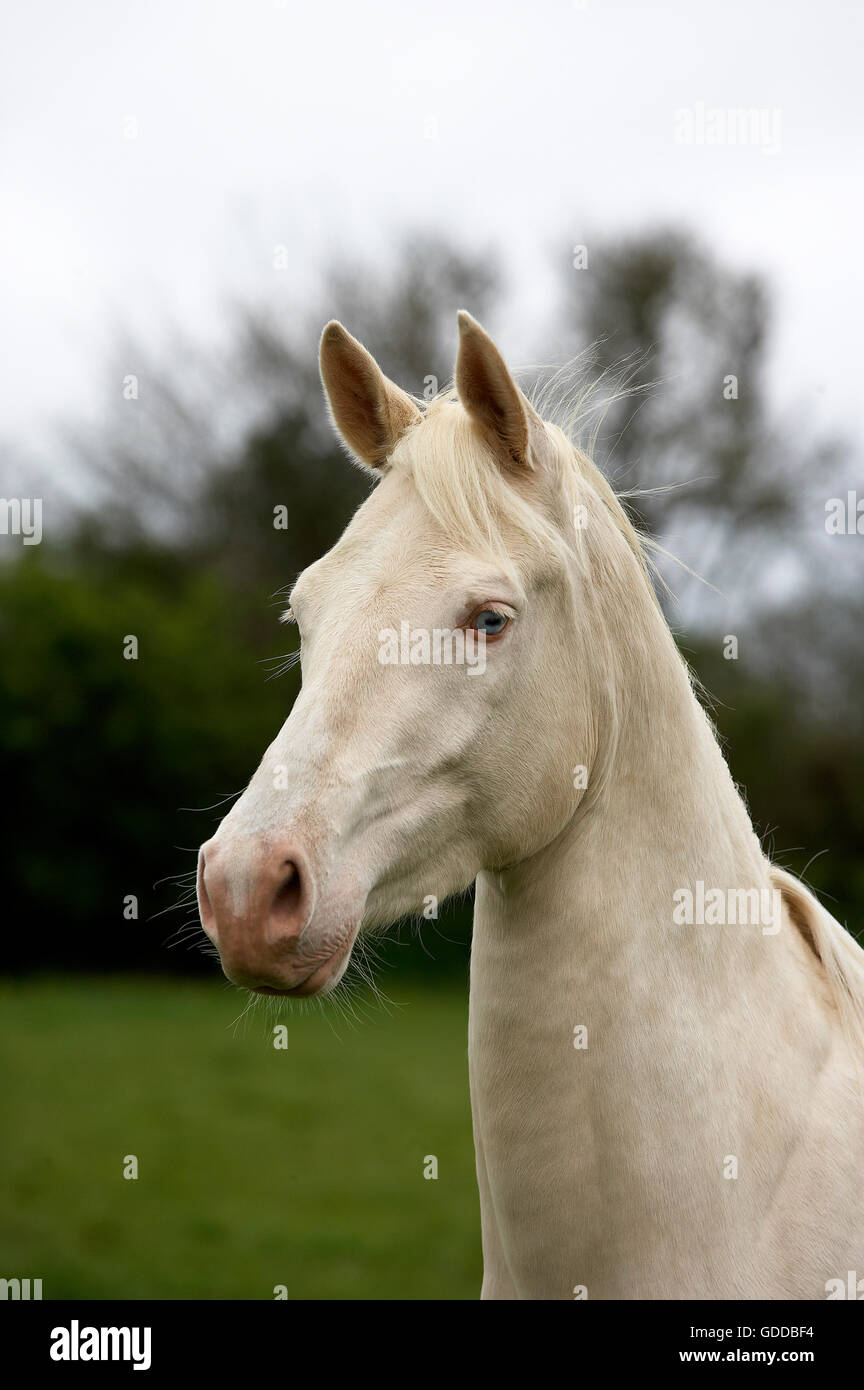 Akhal Teke Head
