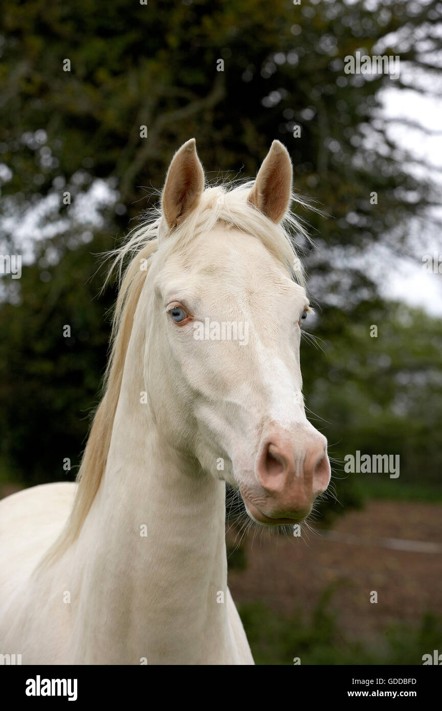 Akhal Teke, Horse Breed from Turkmenistan, Mare Stock Photo - Alamy