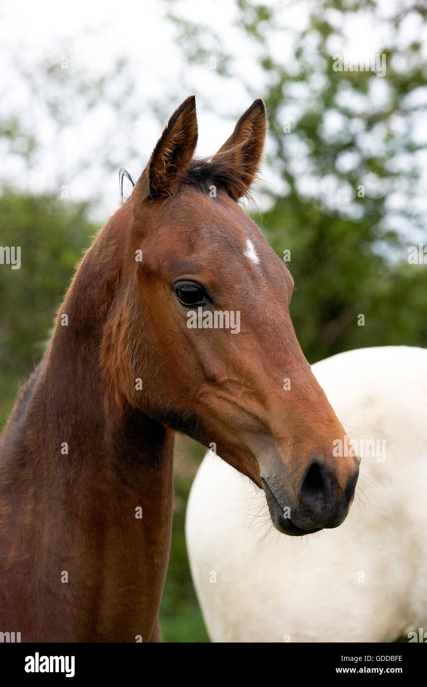 Akhal Teke, Horse Breed from Turkmenistan, Portrait of Mare Stock Photo ...