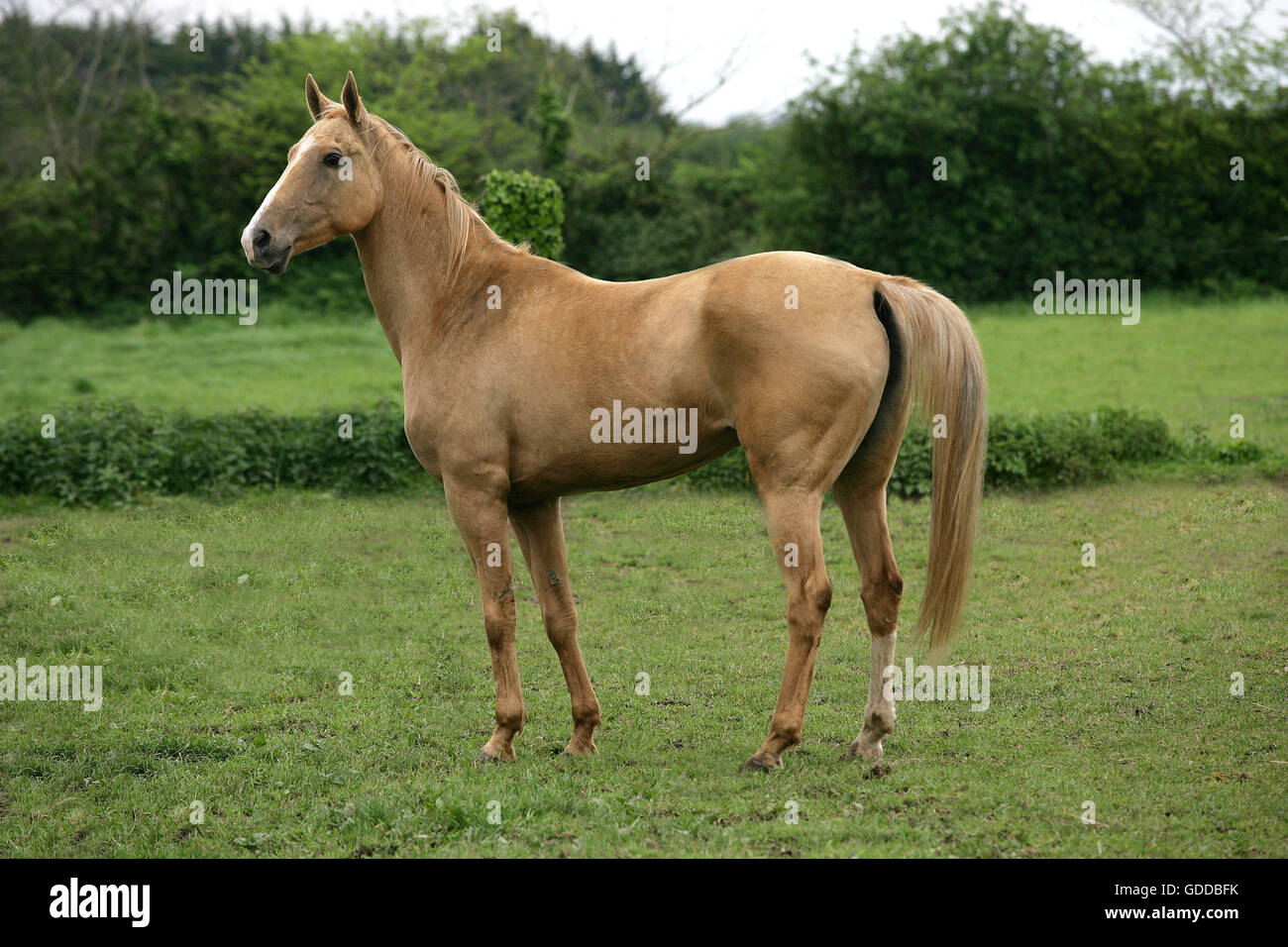 Akhal Teke, Horse Breed from Turkmenistan, Mare Stock Photo - Alamy