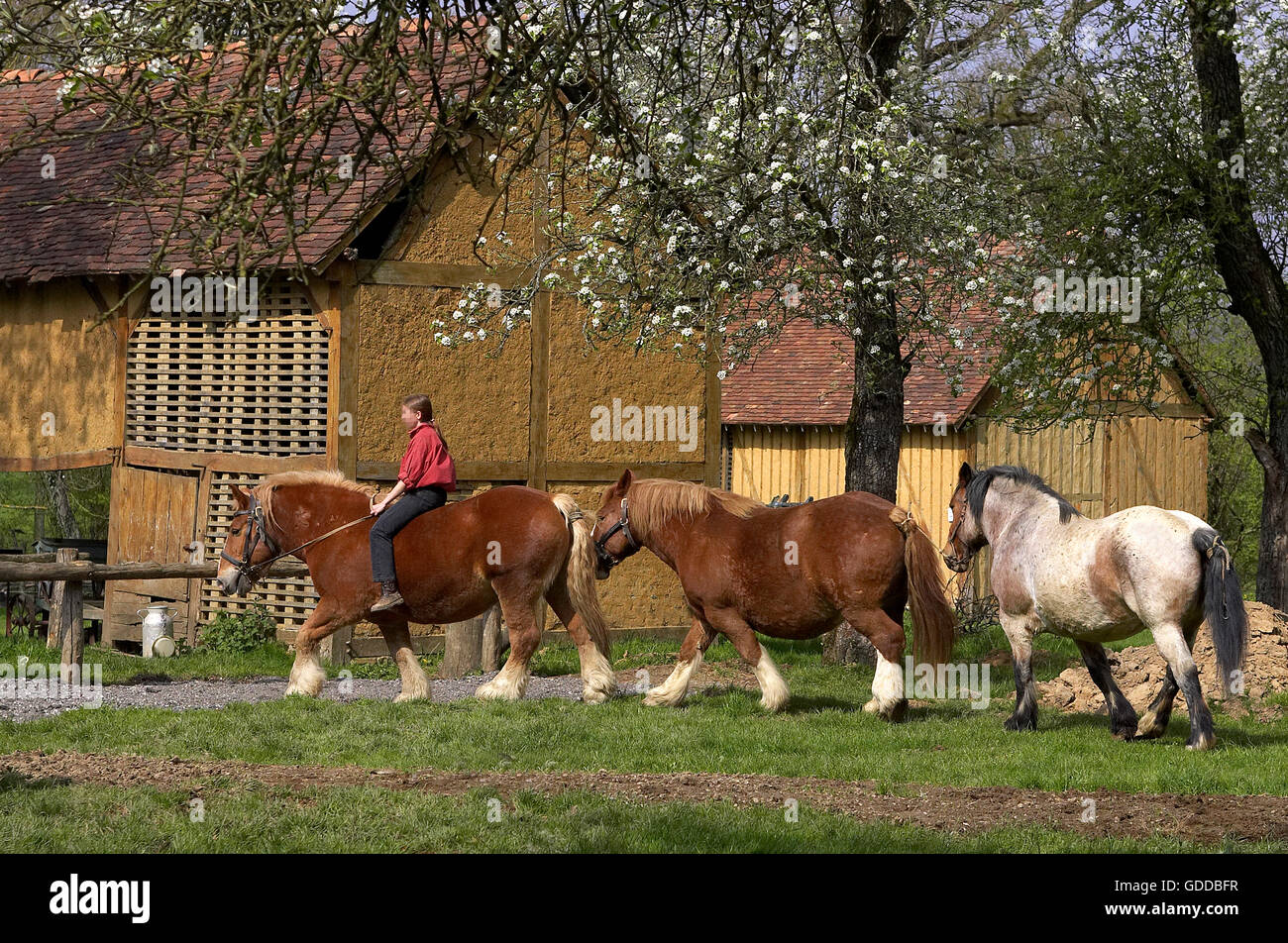 Breed of draft horse hi-res stock photography and images - Alamy