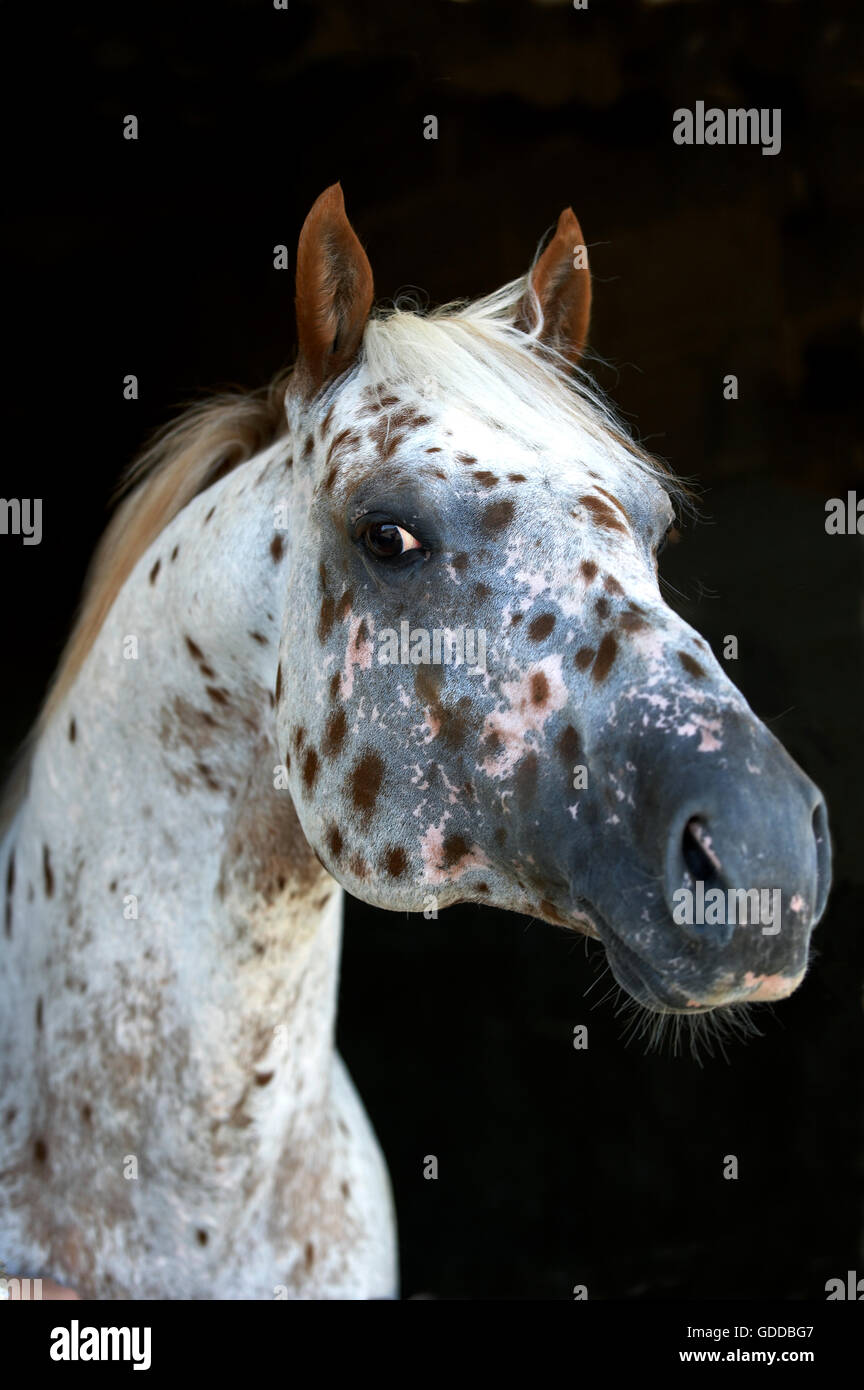 Appaloosa Horse, Portrait Stock Photo - Alamy
