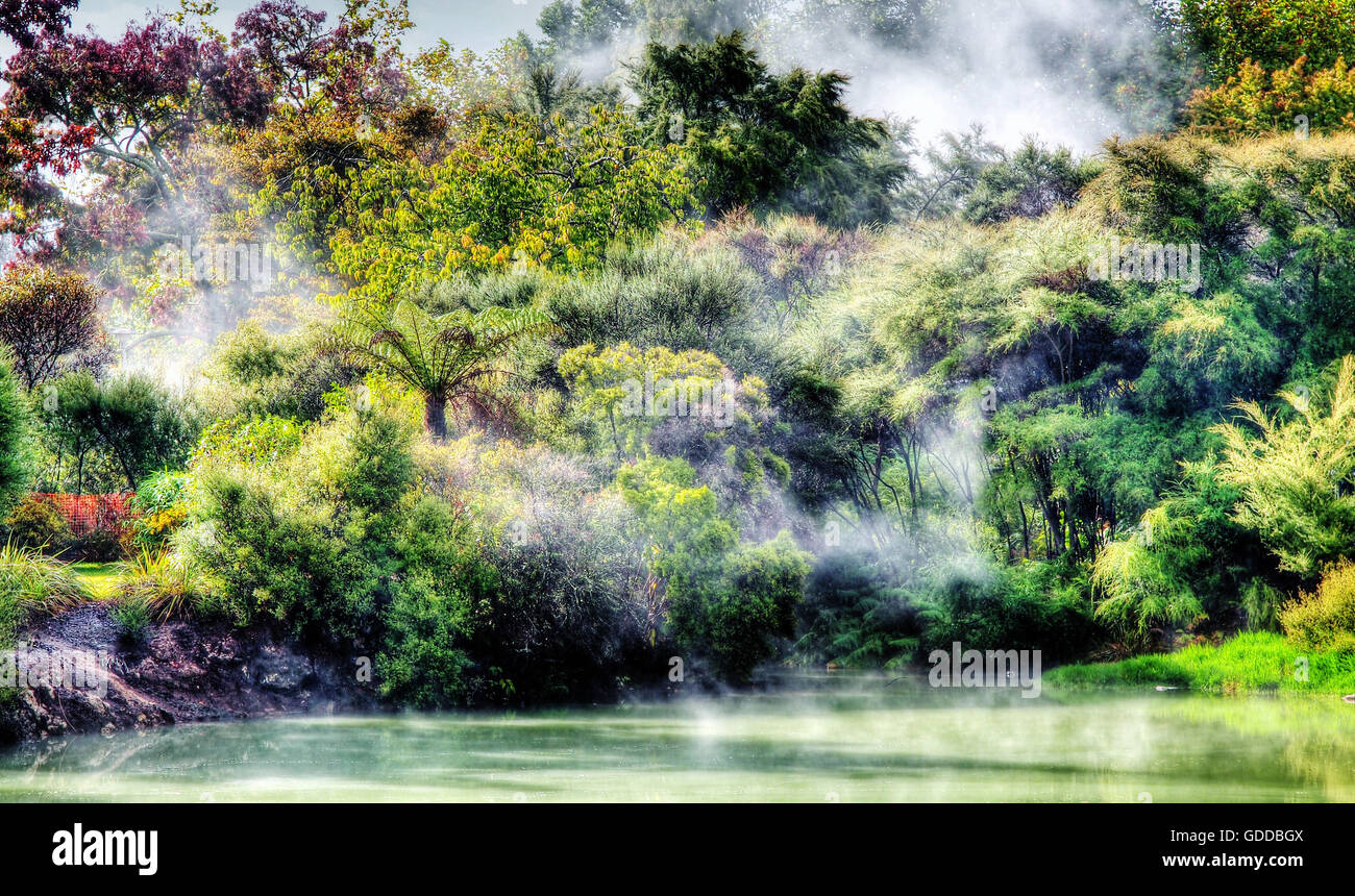 Rotorua,New Zealand,rain forest,fog,vapor,hot springs,lake,Mystical ...