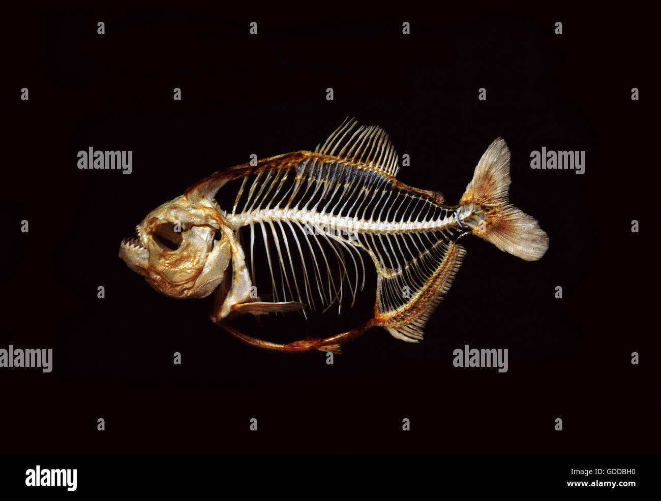 Pygocentrus piraya hi-res stock photography and images - Alamy