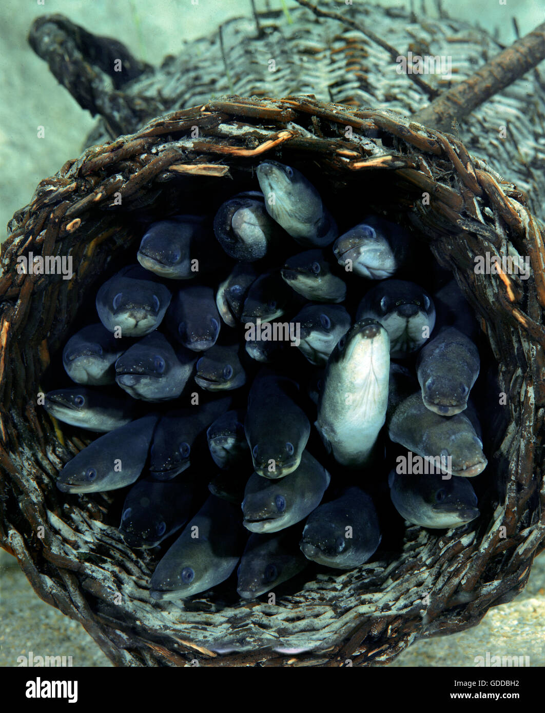 Common Eel or European Eel, anguilla anguilla Stock Photo - Alamy