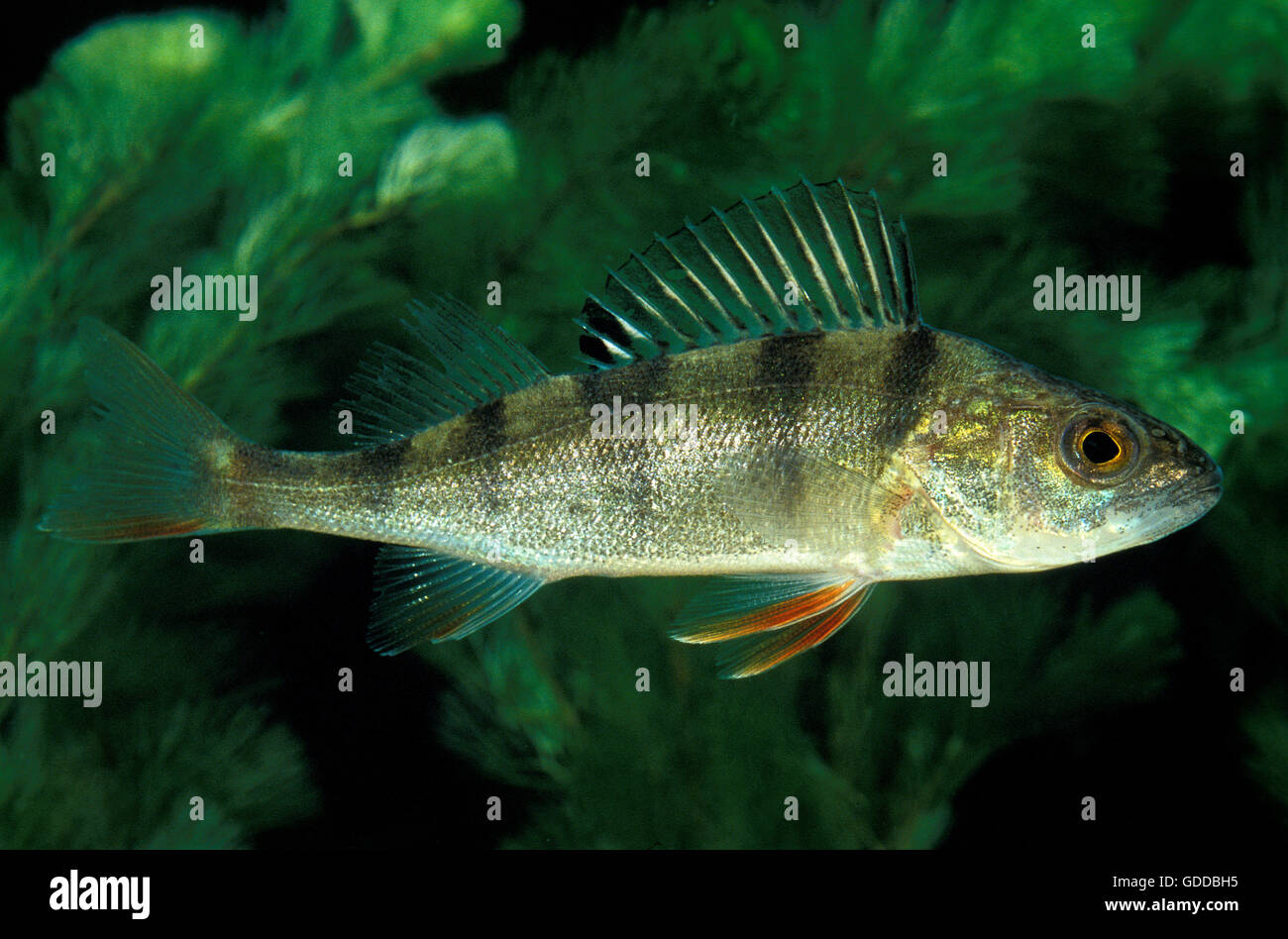European Perch, perca fluviatilis Stock Photo - Alamy