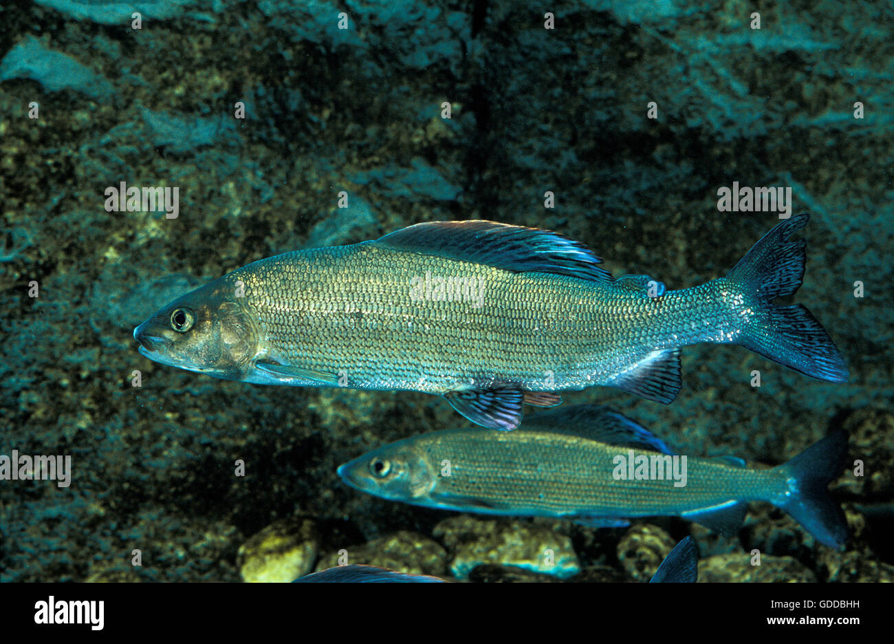 Grayling, thymallus thymallus, Adults Stock Photo - Alamy