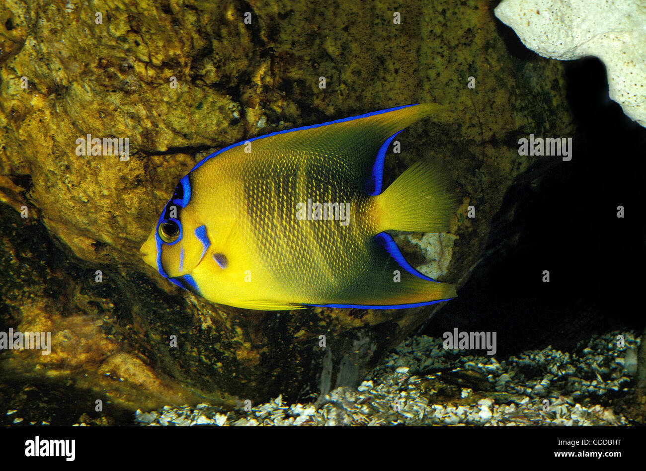 Blue Angelfish, holacanthus isabelita, Adult Stock Photo - Alamy