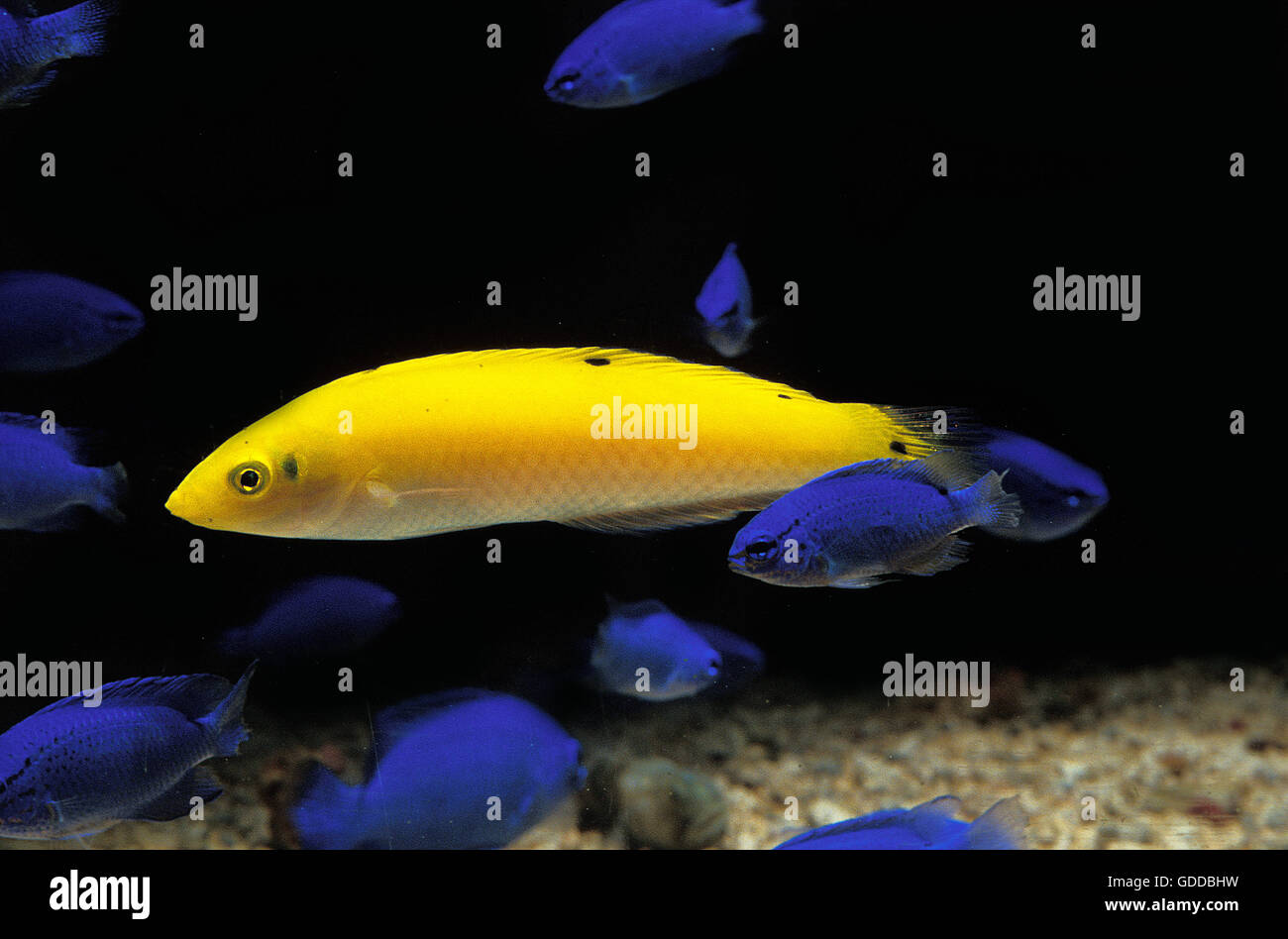 Golden wrasses hi-res stock photography and images - Alamy