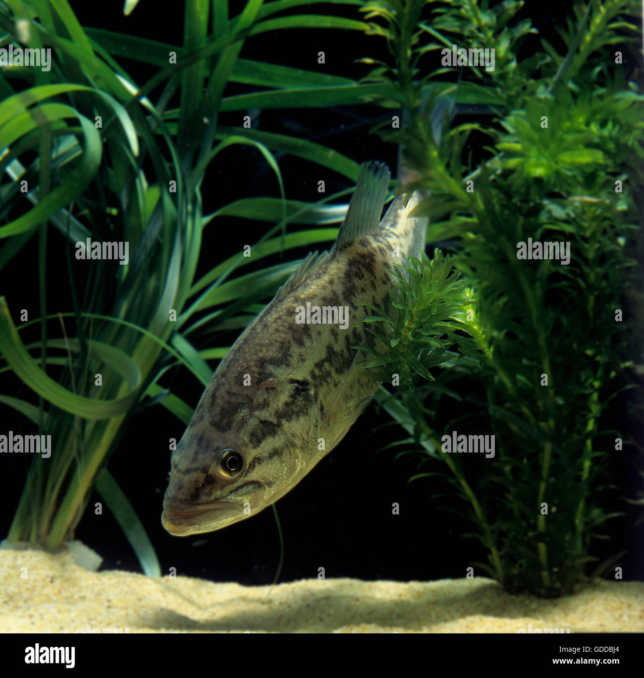 Baby Largemouth Bass Aquarium