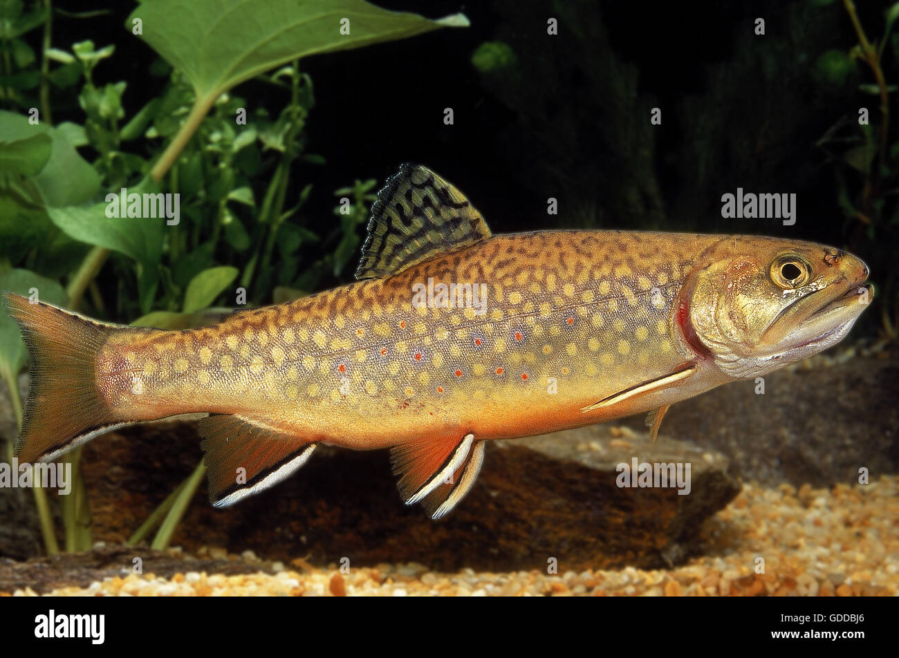 Brook trout hi-res stock photography and images - Alamy
