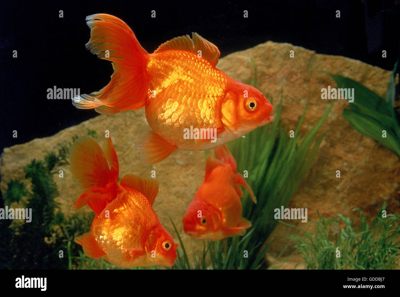GOLDFISH carassius auratus Stock Photo - Alamy