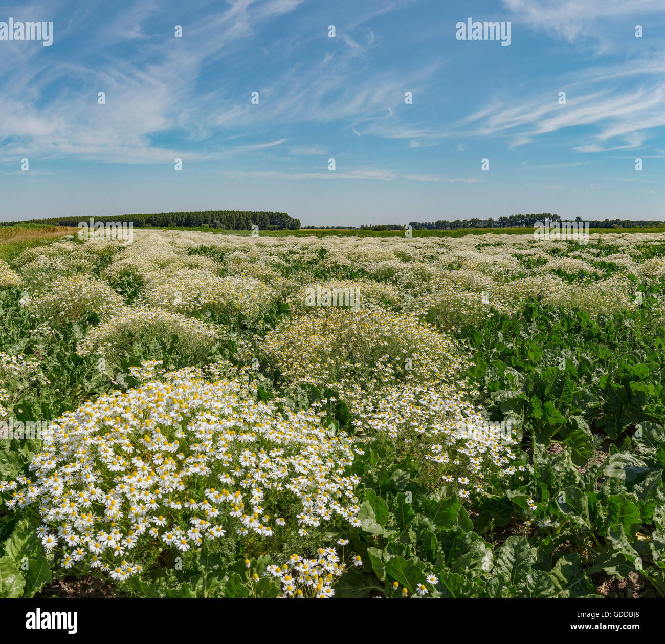 Halsteren noord brabant hi-res stock photography and images - Alamy