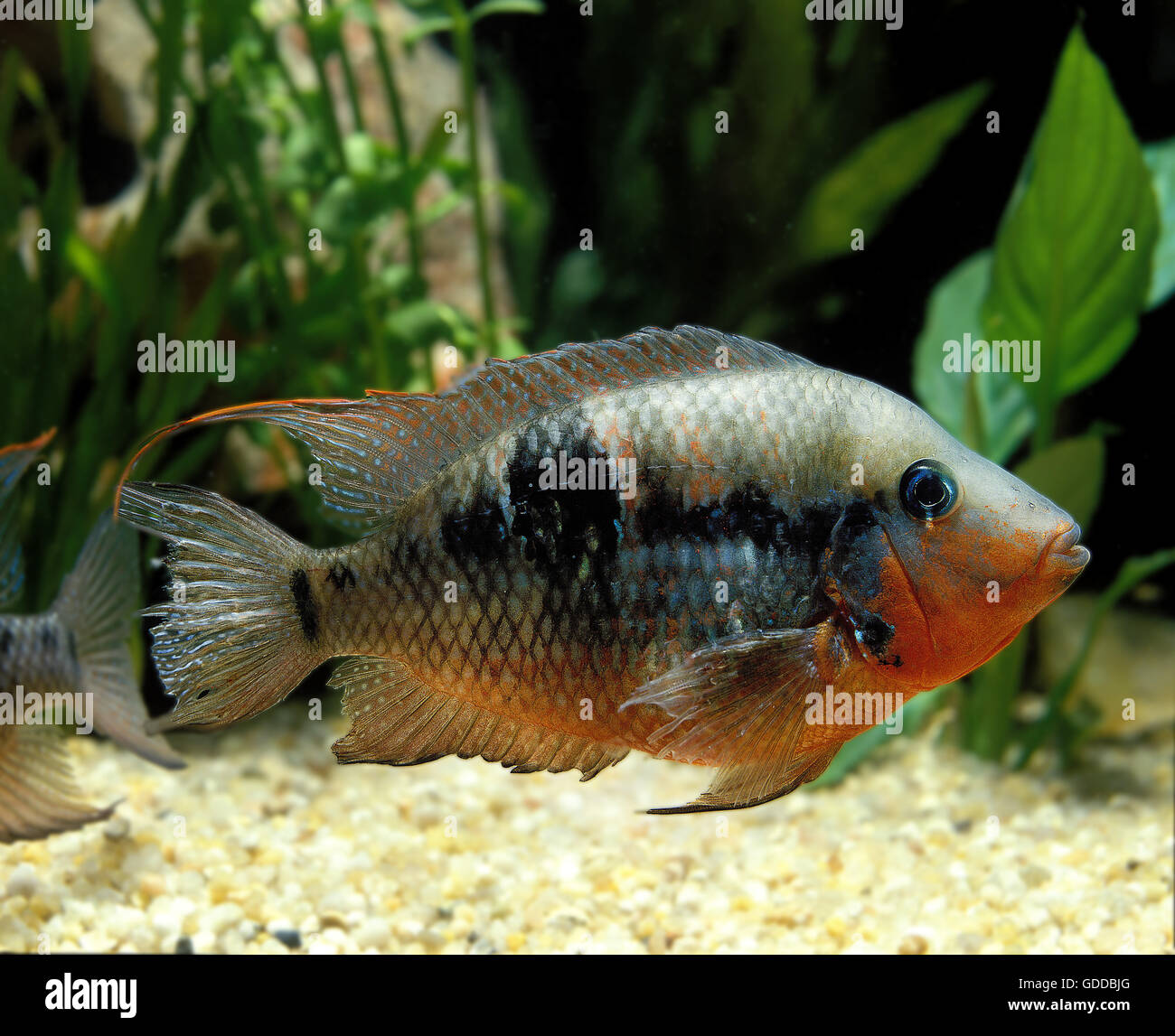 Cichlid cichlids horizontal hi-res stock photography and images - Alamy