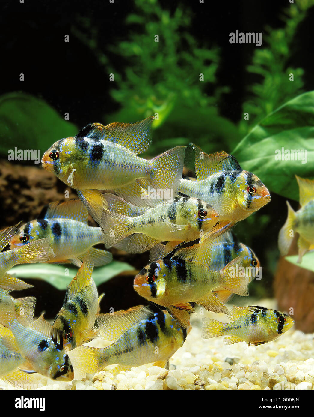 BLUE GERMAN RAM mikrogeophagus ramirezi Stock Photo - Alamy
