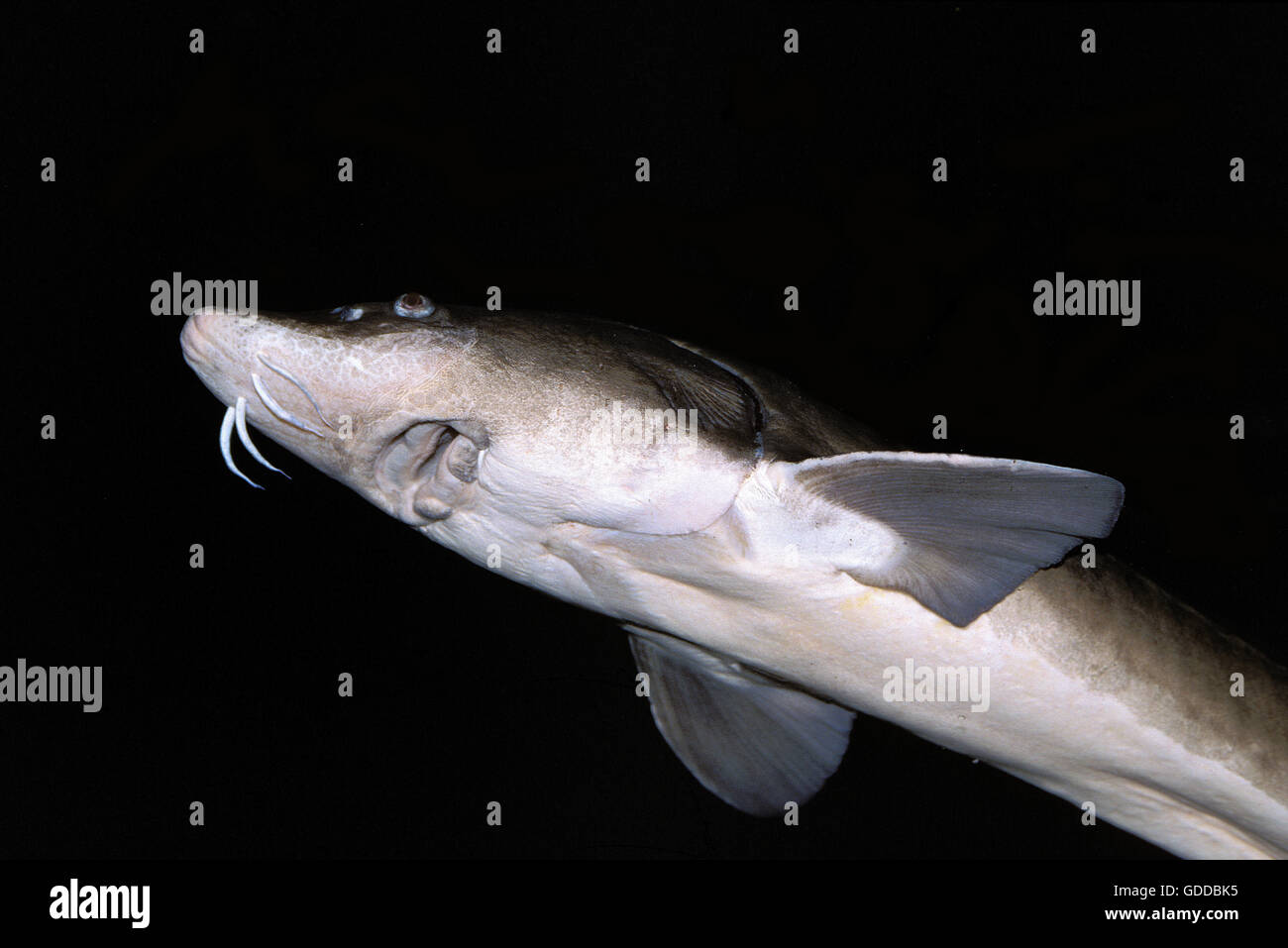 Lake Sturgeon, acipenser fulvescens Stock Photo - Alamy