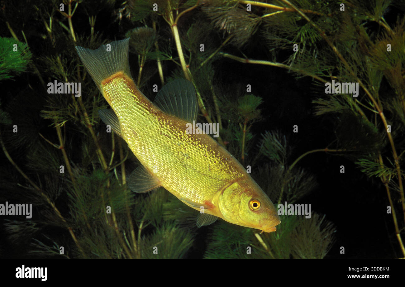 Tench, tinca tinca Stock Photo - Alamy