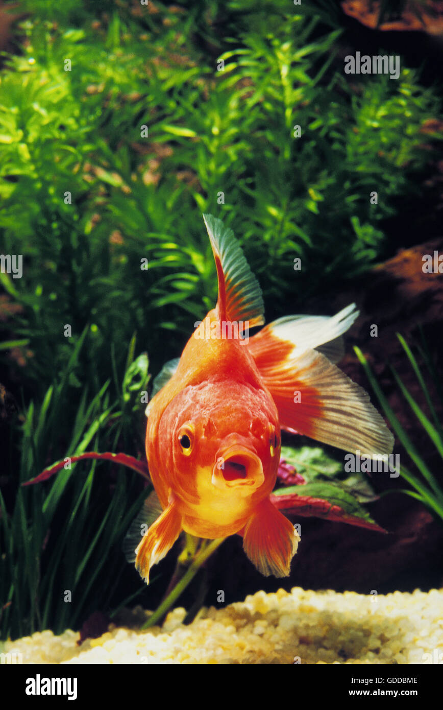 GOLDFISH carassius auratus Stock Photo - Alamy