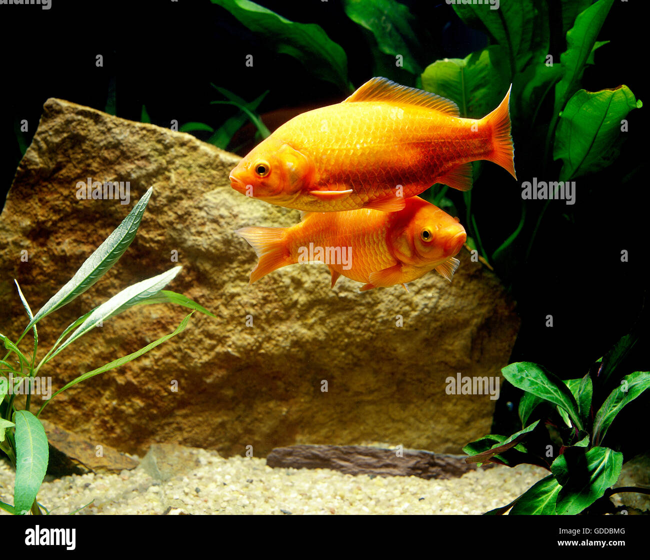 Carassius auratus aquarium hi-res stock photography and images - Alamy