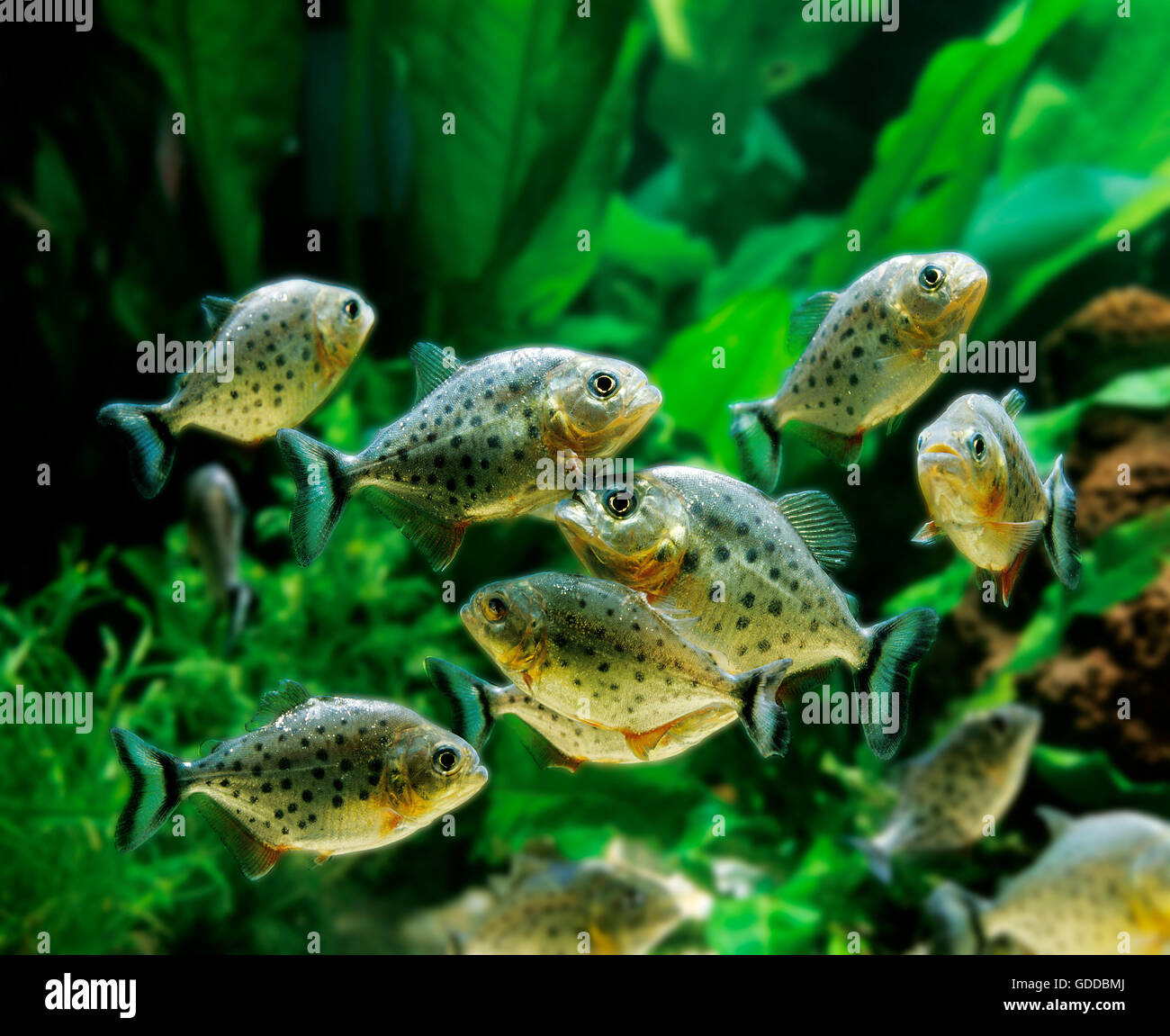 Serrasalmus Piraya Stock Photos & Serrasalmus Piraya Stock Images - Alamy