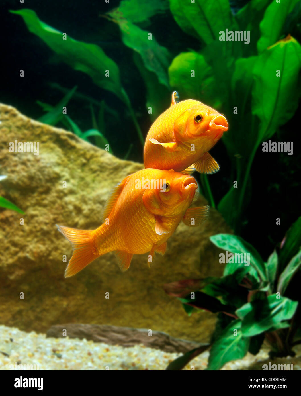 Goldfish, carassius auratus, Adult Stock Photo - Alamy