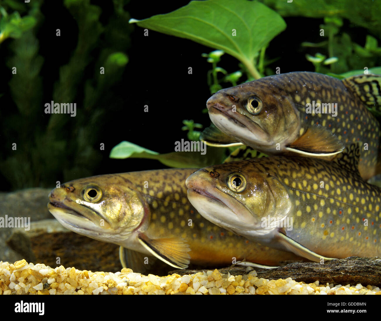 Brook trout hi-res stock photography and images - Alamy