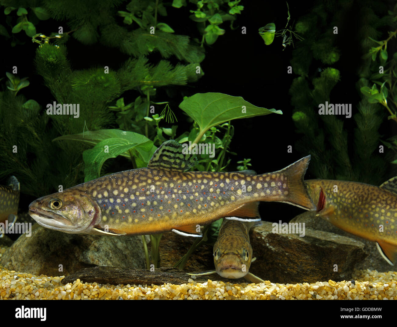 Salvelinus Fontinalis High Resolution Stock Photography and Images - Alamy