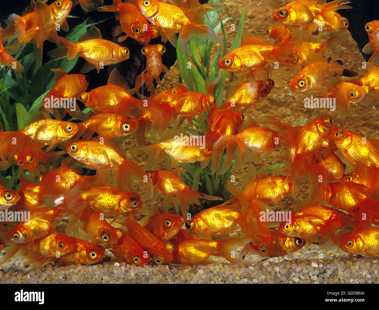 Goldfish, carassius auratus, Adult Stock Photo - Alamy