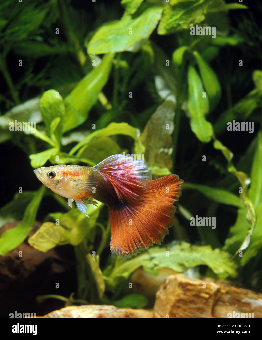 Guppy, poecilia reticulata, Aquarium Fishes Stock Photo - Alamy