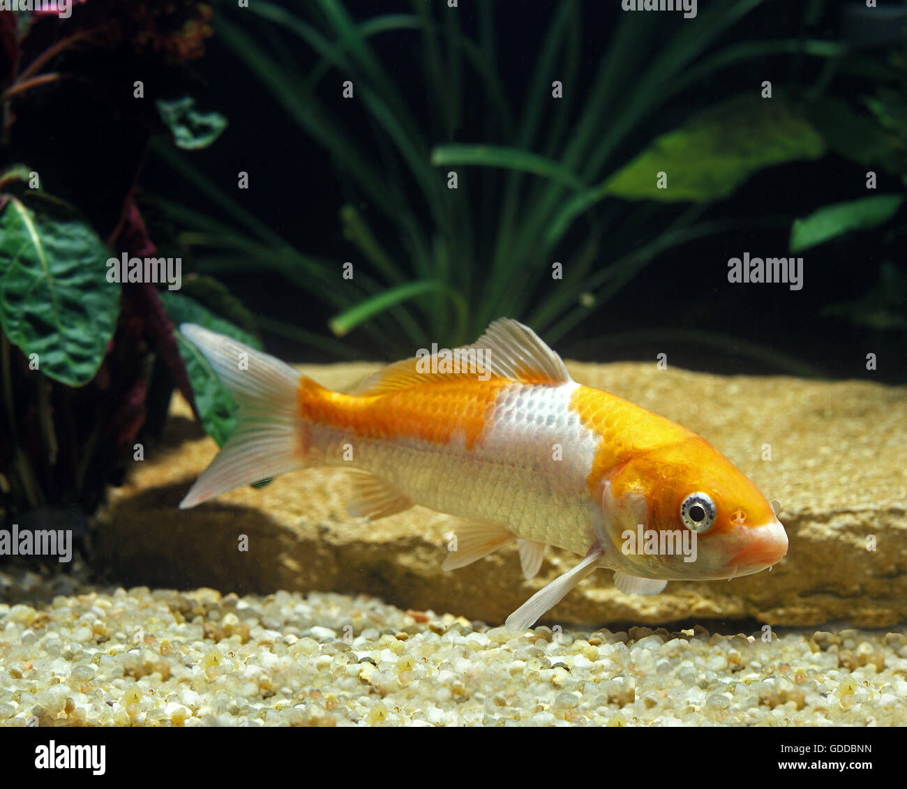 Koi Carp Cyprinus Carpio Stock Photos & Koi Carp Cyprinus Carpio Stock ...