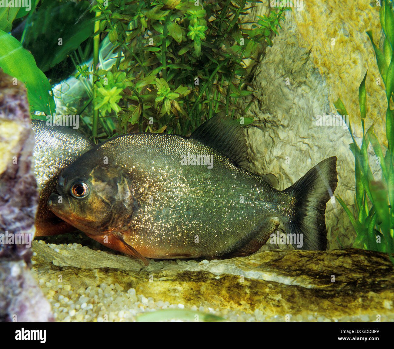 Piranha, serrasalmus piraya, Adult Stock Photo - Alamy